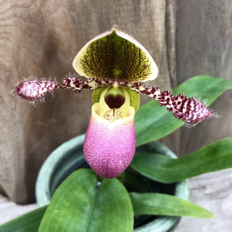 Paphiopedilum Pinocchio (Paphiopedilum glaucophyllum × primulinum ...
