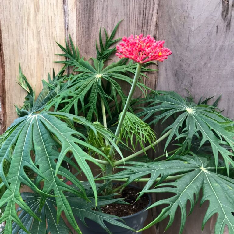 Jatropha multifida – Blomsterfamiljen
