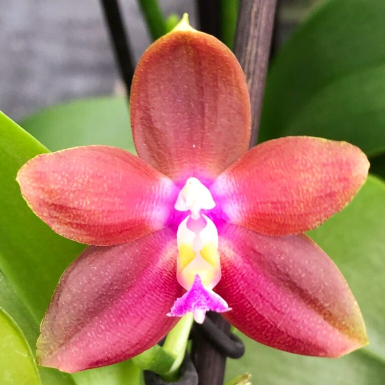 Phalaenopsis Joshua Irwin Ginsberg × (Chienlung Red King × Chienlung ...