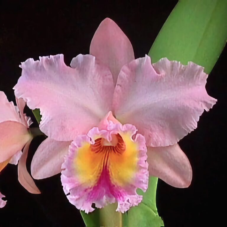 Rhyncholaeliocattleya George King 'Serendipity' (Rhyncholaeliocattleya ...